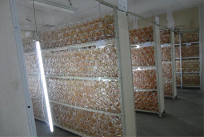 蛹虫草工厂化生产技术